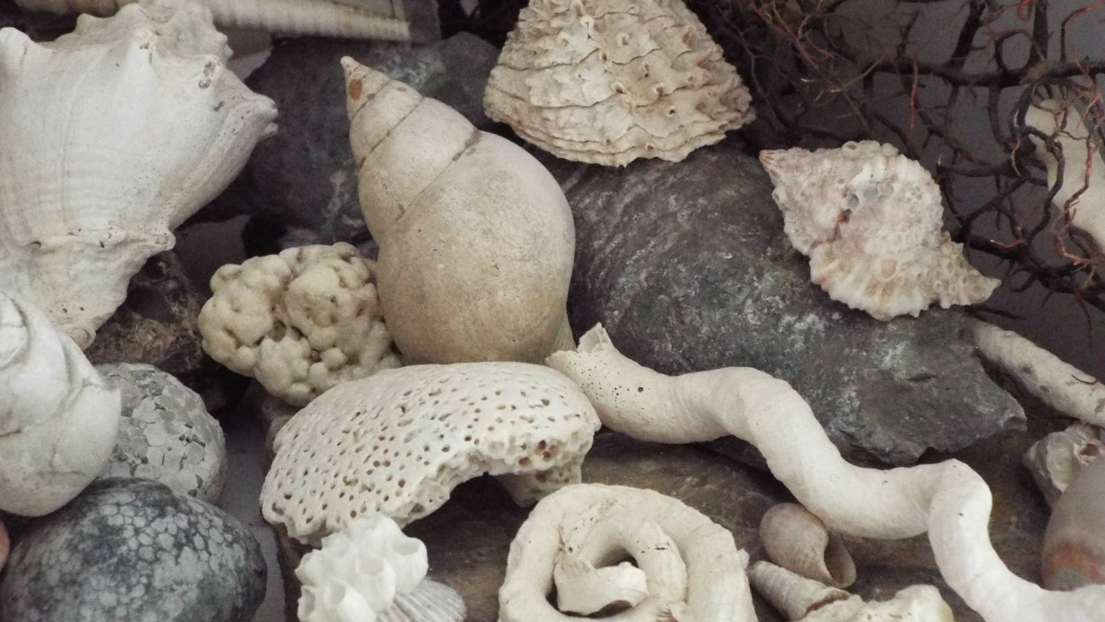 Solve Fossils jigsaw puzzle online with 252 pieces