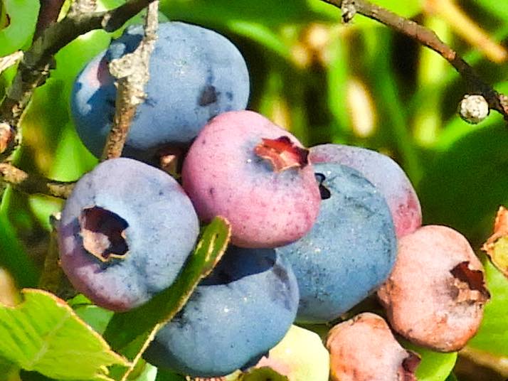 Solve Early blueberry season jigsaw puzzle online with 20 pieces