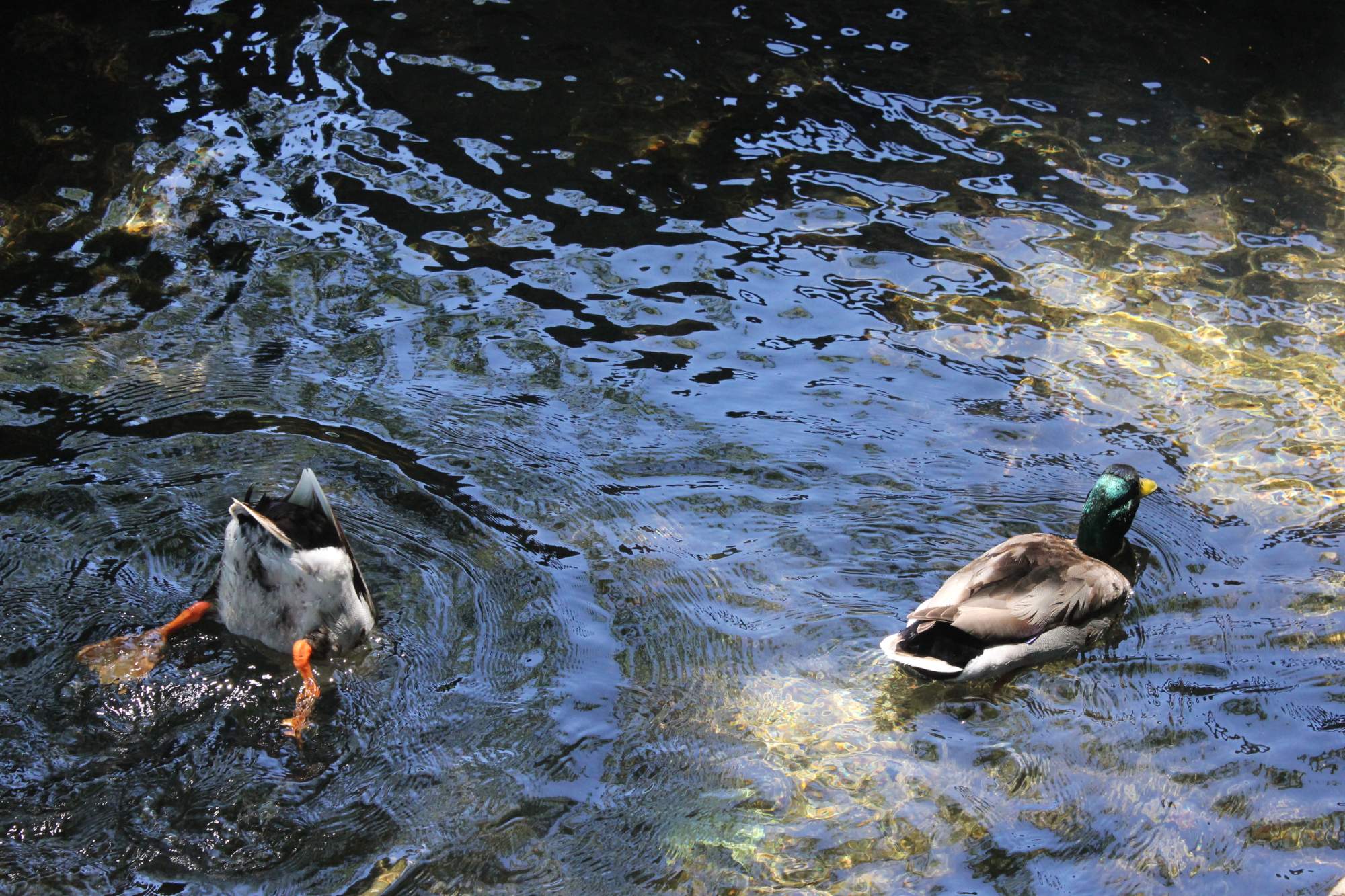 Solve Ducks being ducks jigsaw puzzle online with 468 pieces