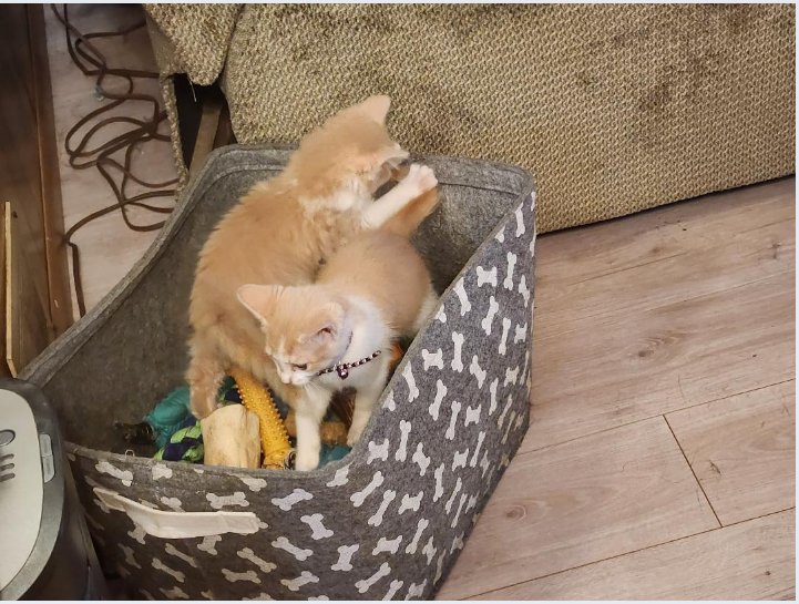 Solve New Family Members: Mango and Strawberry jigsaw puzzle online ...