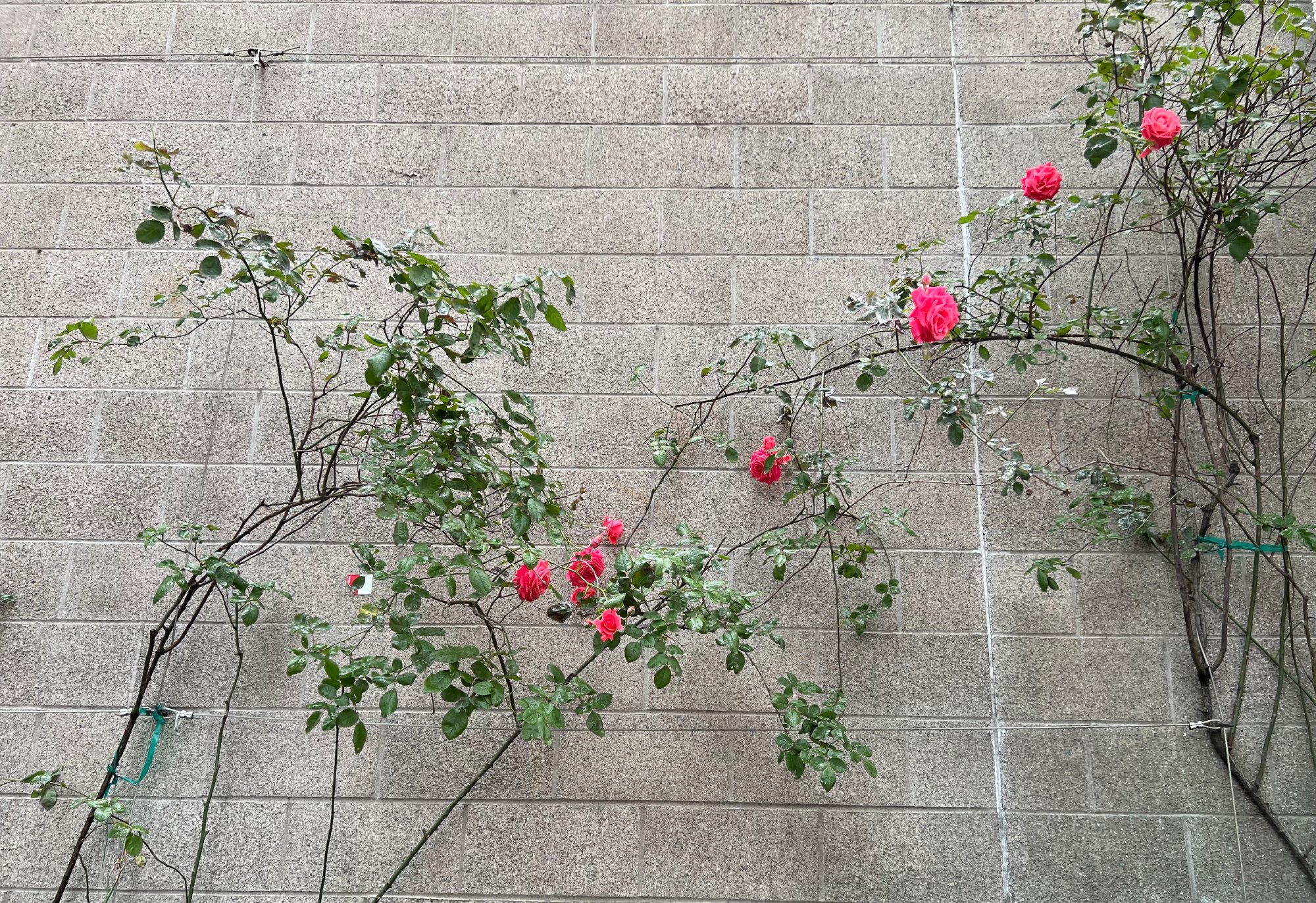 Solve vine roses jigsaw puzzle online with 140 pieces