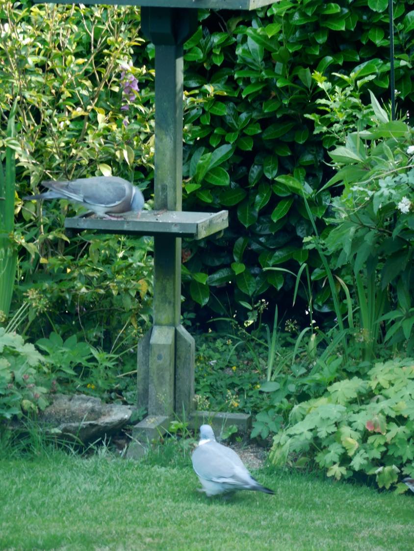 Solve houtduiven / wood-pigeons in my garden jigsaw puzzle online with ...