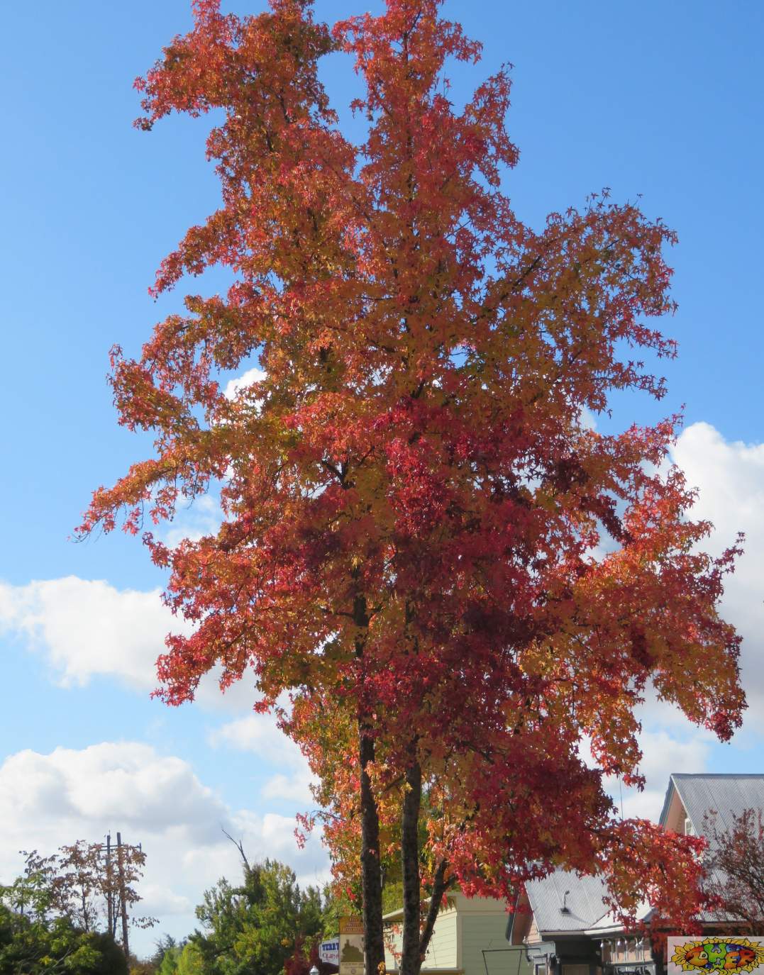 Jigsaw Puzzle | 99 pieces | Celebrating Fall | Jigidi