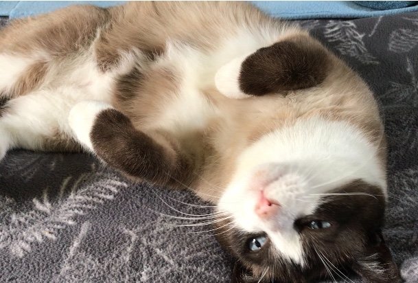 Solve Smokey's tummy jigsaw puzzle online with 24 pieces