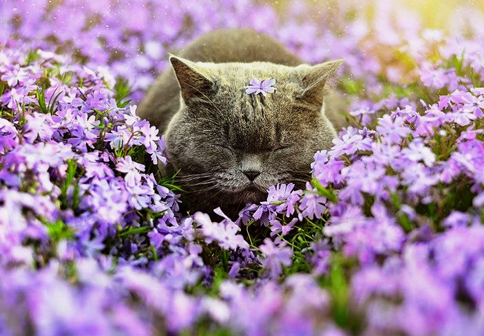 Solve Le printemps des animaux jigsaw puzzle online with 88 pieces