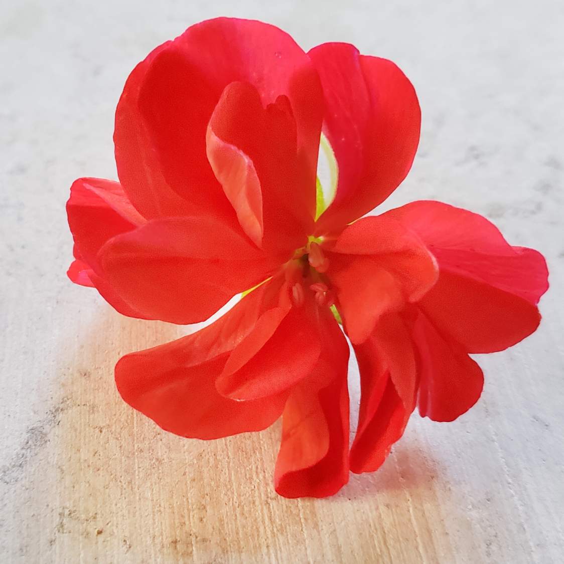 Solve Geranium jigsaw puzzle online with 81 pieces