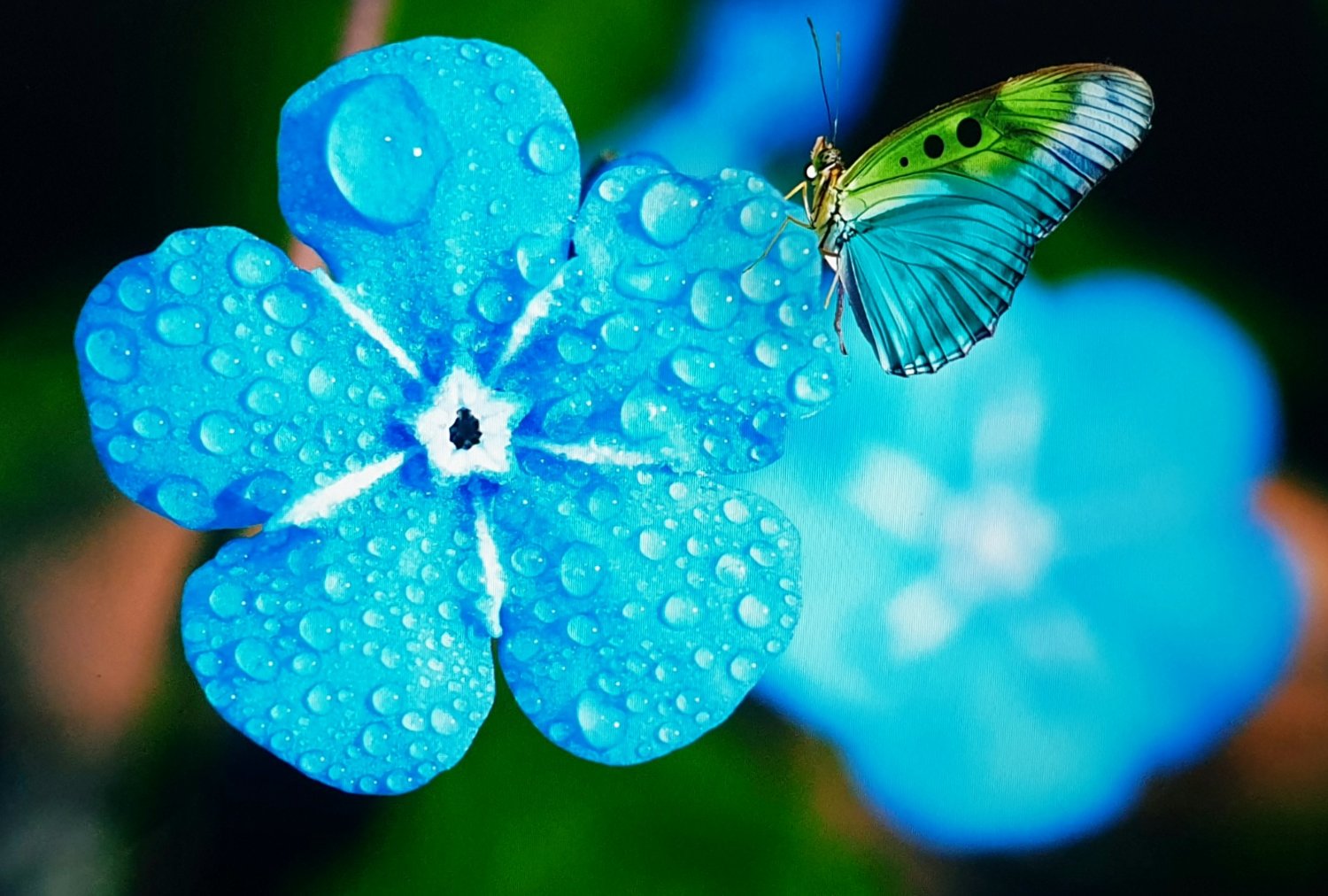 Solve BLUE jigsaw puzzle online with 35 pieces