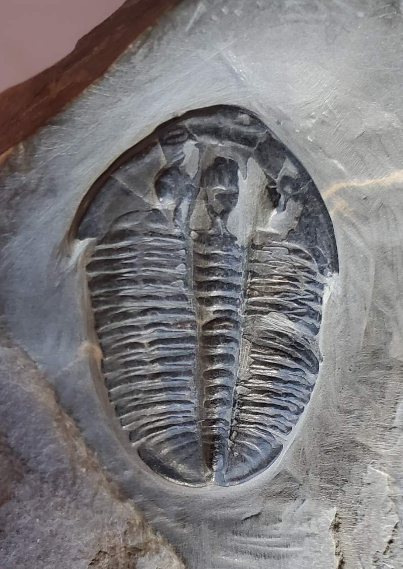 Solve Trilobite jigsaw puzzle online with 48 pieces