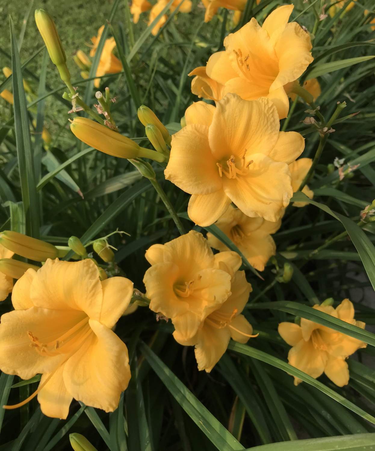 Solve Stella d'Oro Lilies (large) jigsaw puzzle online with 168 pieces