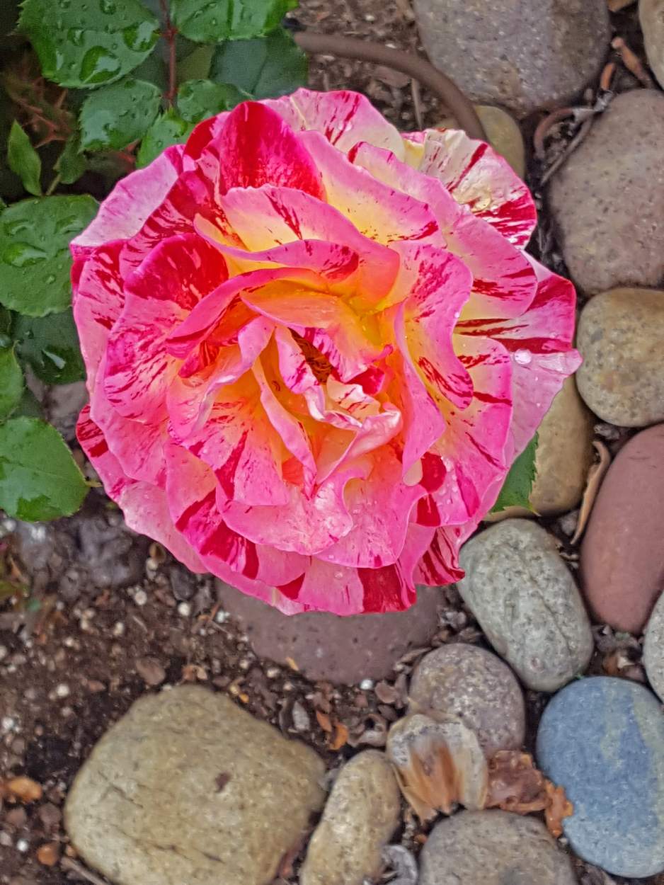 Solve George Burns Rose on Rocks jigsaw puzzle online with 80 pieces