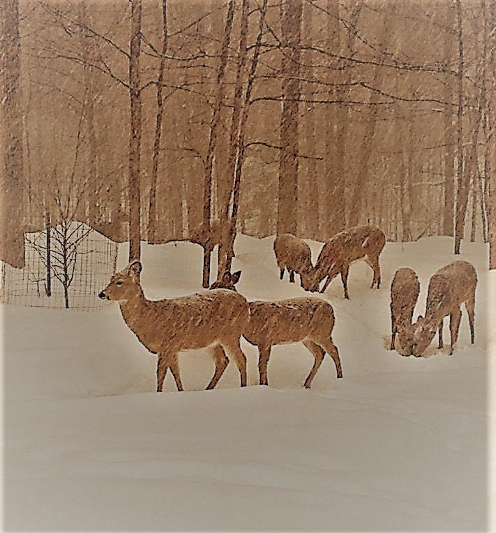 Solve Wisconsin winter - where are you when we need you? jigsaw puzzle ...