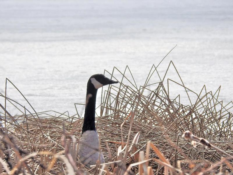 Solve goose jigsaw puzzle online with 12 pieces