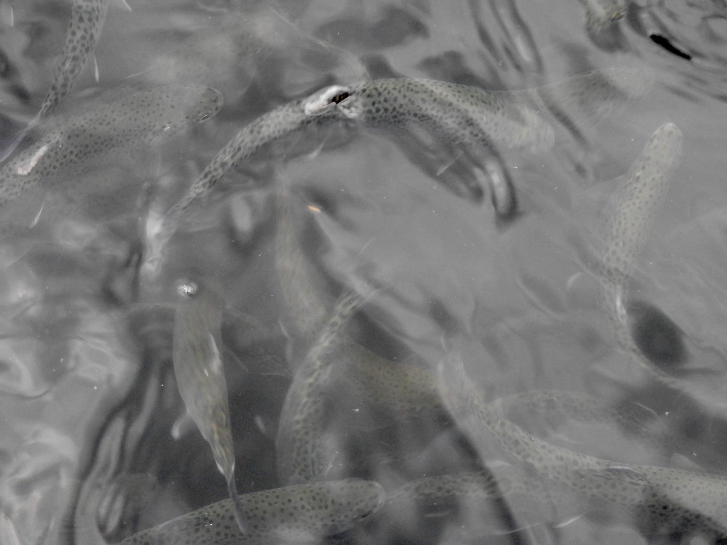 Solve Rainbow trout in fish hatchery tank jigsaw puzzle online with 20 pieces