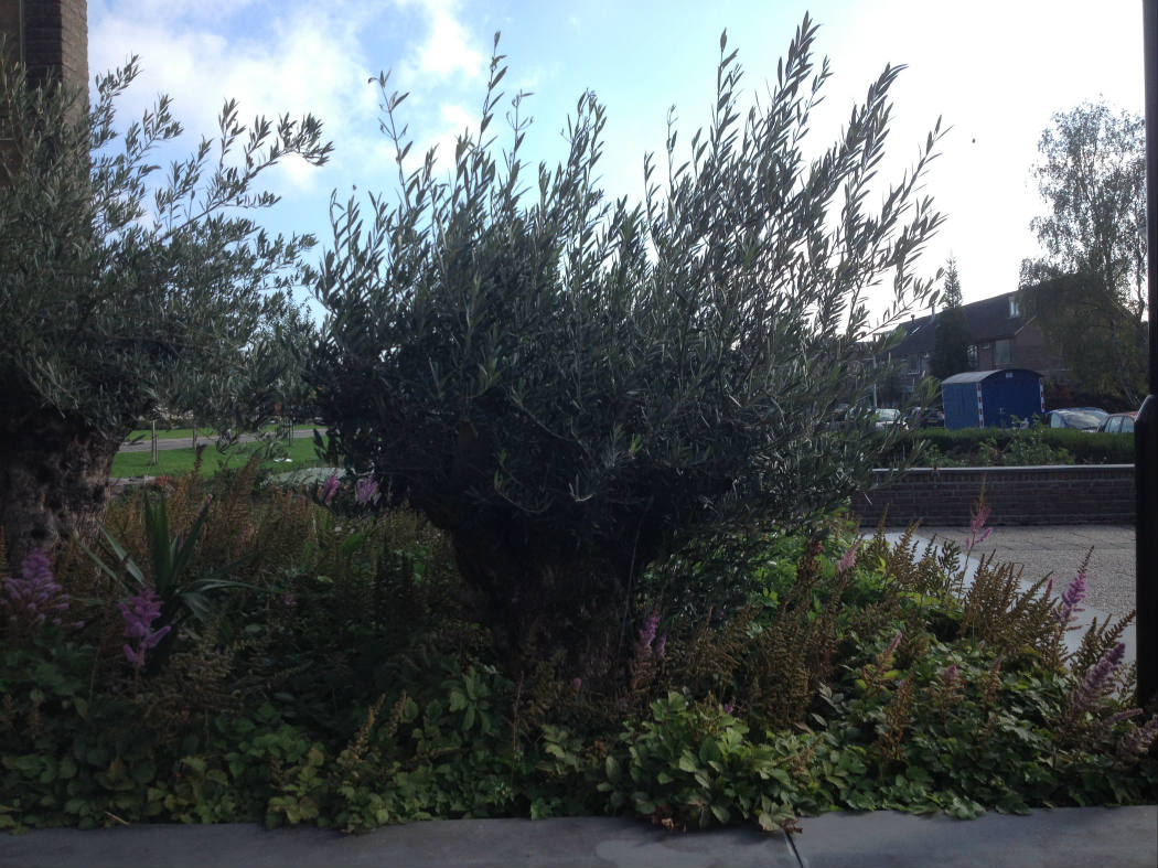 Solve 419 Olive trees imported from Israel. They are certainly more ...