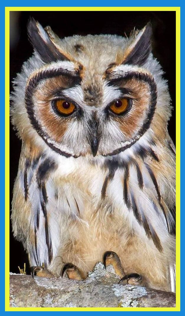 Solve striped owl jigsaw puzzle online with 77 pieces