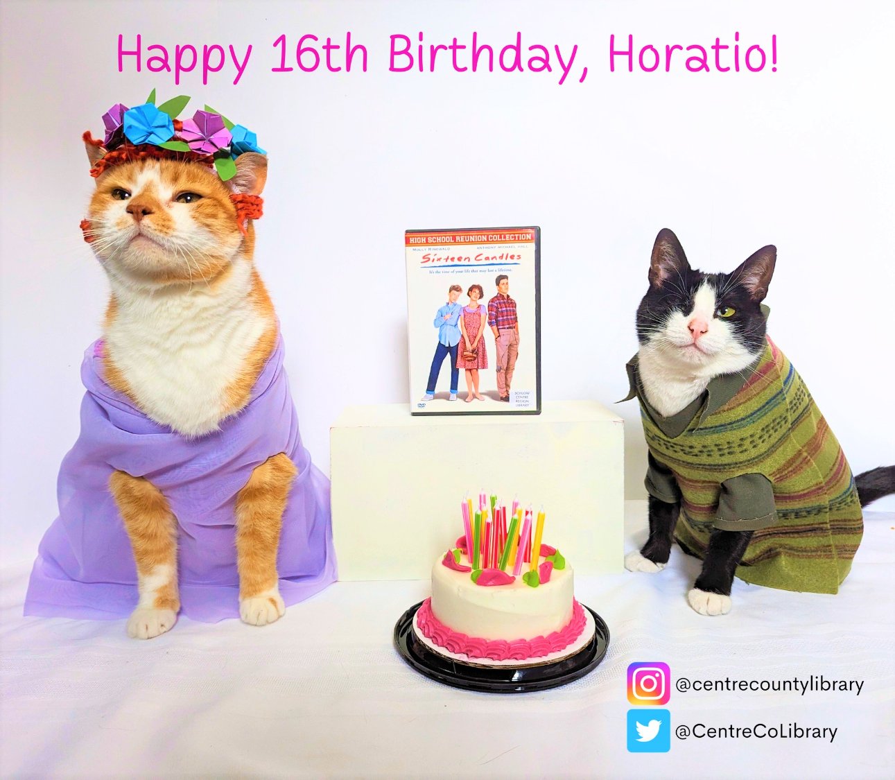 Solve Cat Icon Game #220 - Horatio the Library Cat and Jojo the Pirate ...