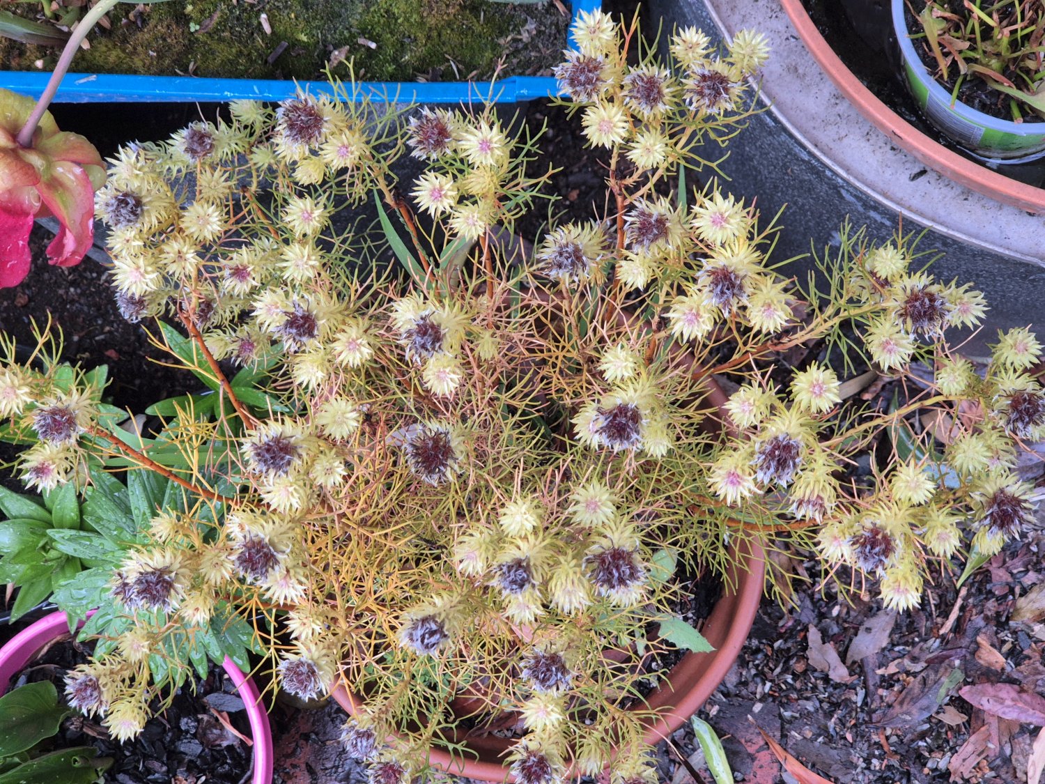 Solve "Raspberry Burst" Update jigsaw puzzle online with 30 pieces