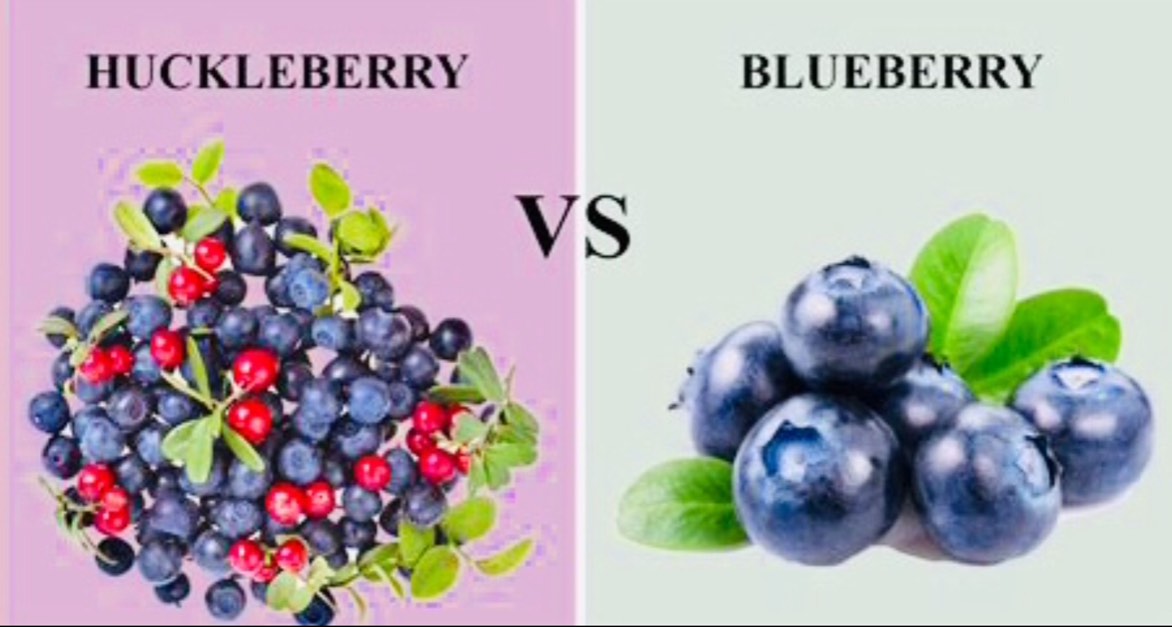 Solve Huckleberry v Blueberry jigsaw puzzle online with 15 pieces