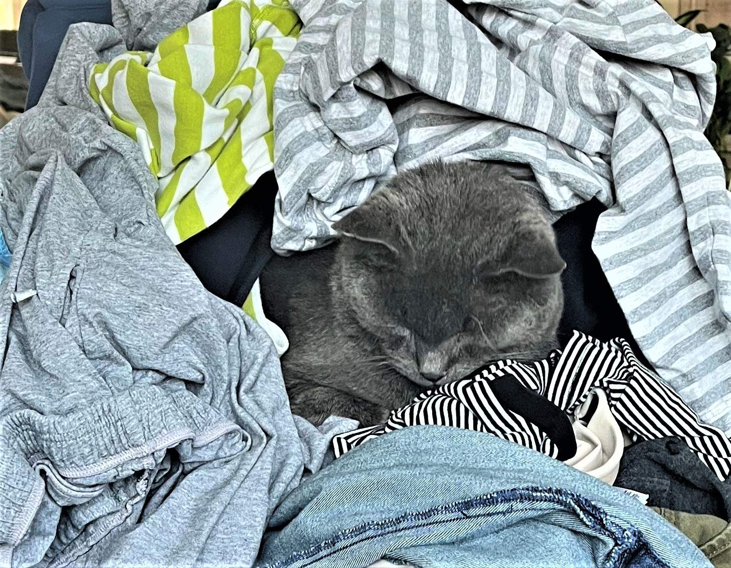 Solve Who's that helping with the laundry? jigsaw puzzle online with ...