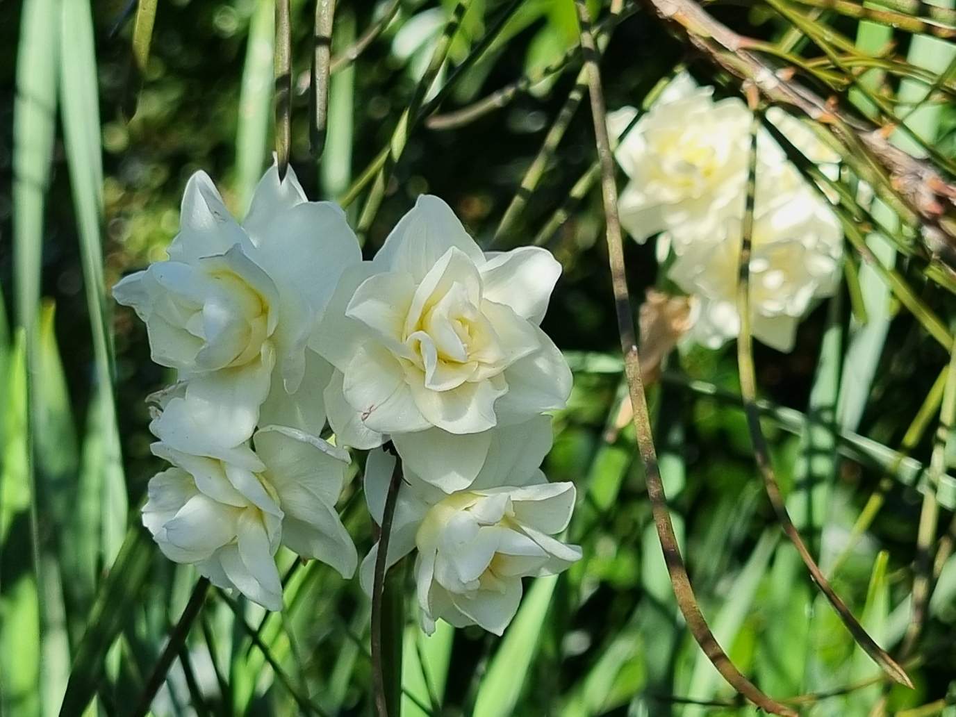 Solve Double Daff, Double Aroma jigsaw puzzle online with 48 pieces