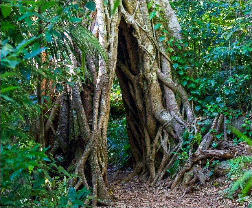 Solve This is the famous Eungella tree arch jigsaw puzzle online with ...