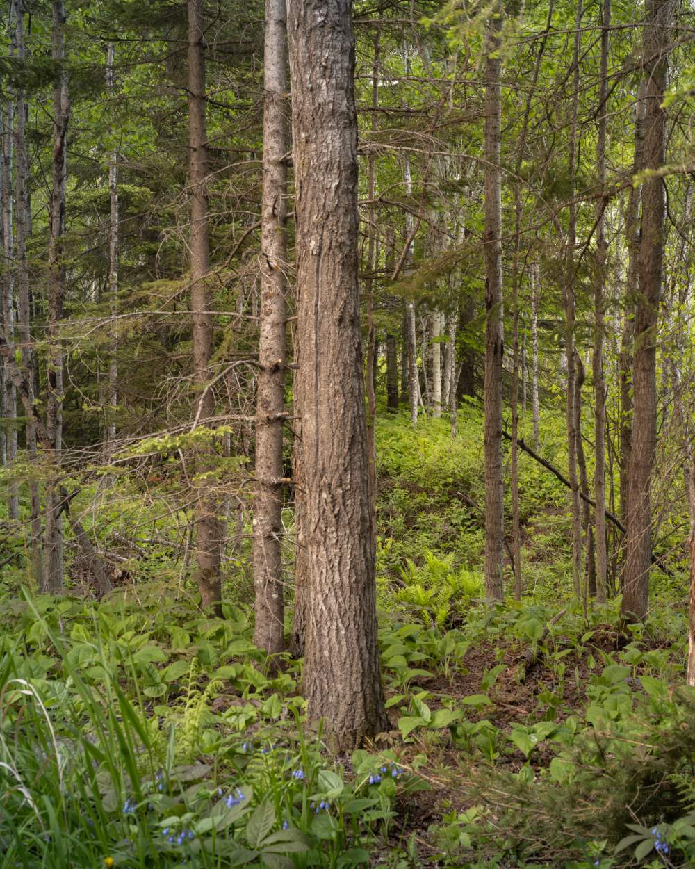 Solve Forest Edge jigsaw puzzle online with 80 pieces