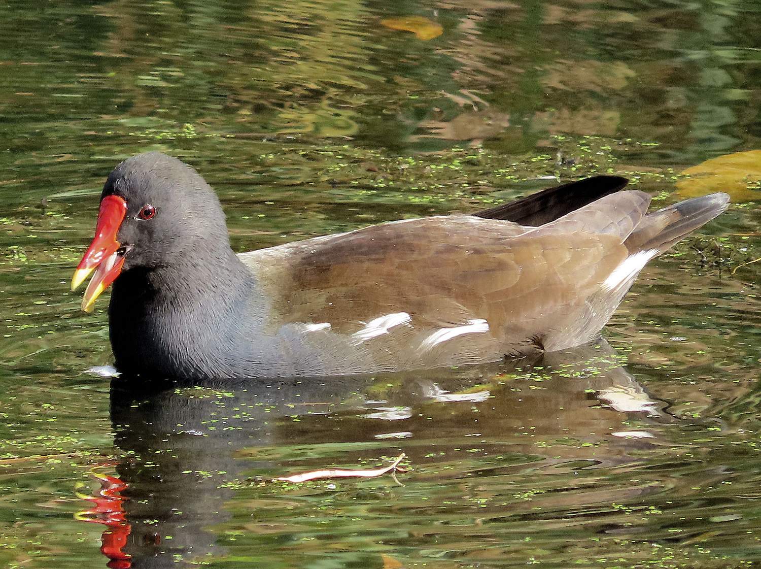 Solve talkative moorhen (waterhoentje) jigsaw puzzle online with 63 pieces