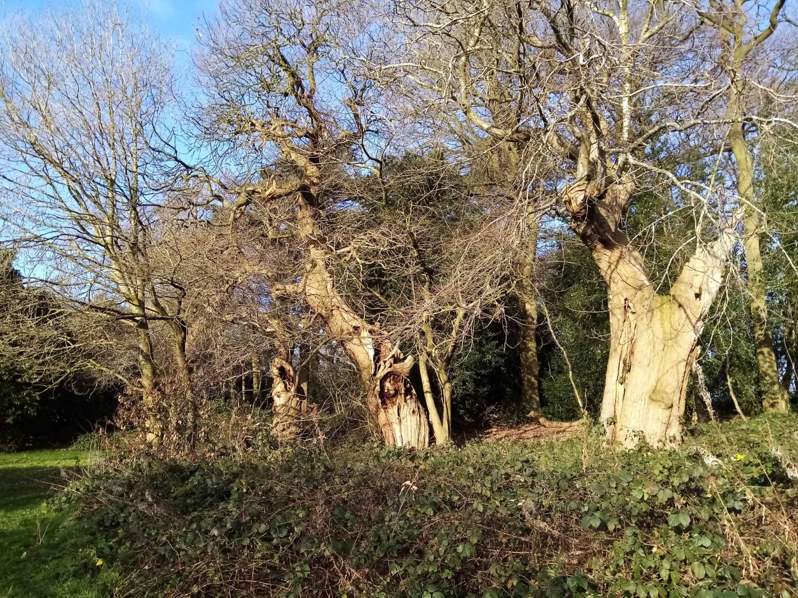 Solve Mid Winter 🌲 Trees jigsaw puzzle online with 130 pieces