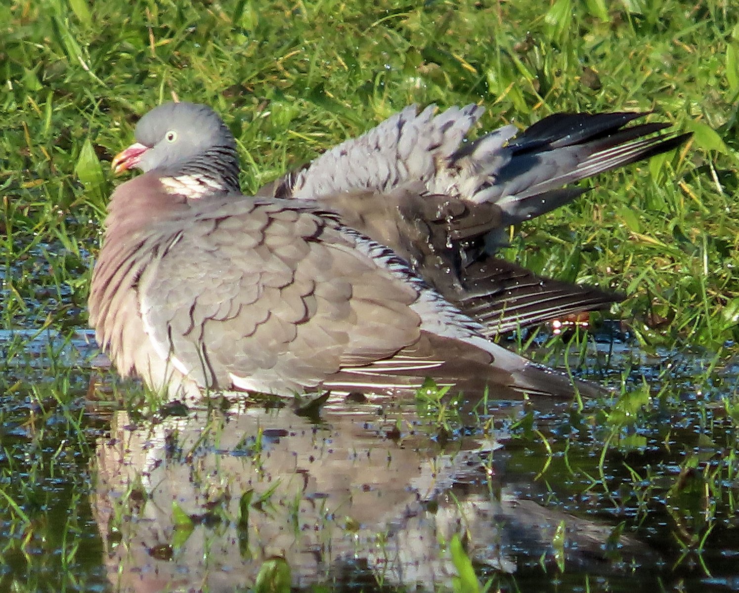 Solve wood pigeons (houtduiven) jigsaw puzzle online with 48 pieces