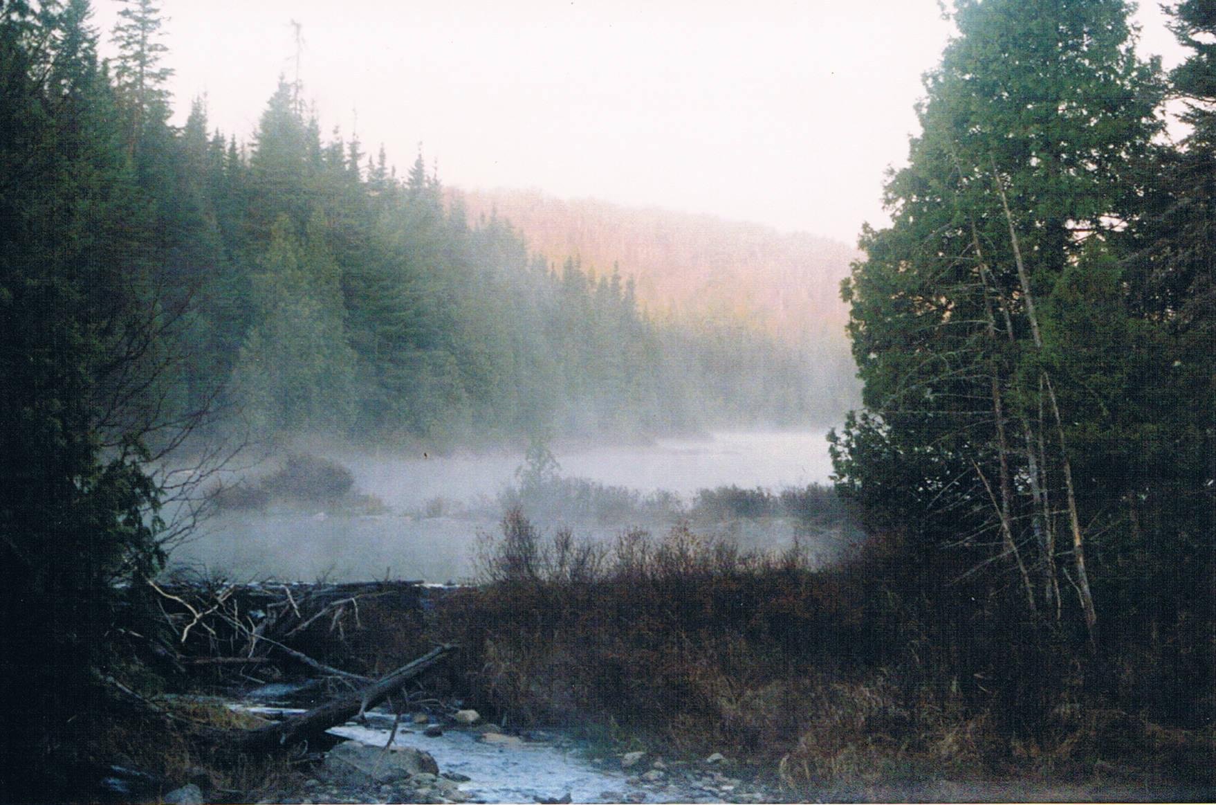 Solve SWAMP AT STAG jigsaw puzzle online with 70 pieces