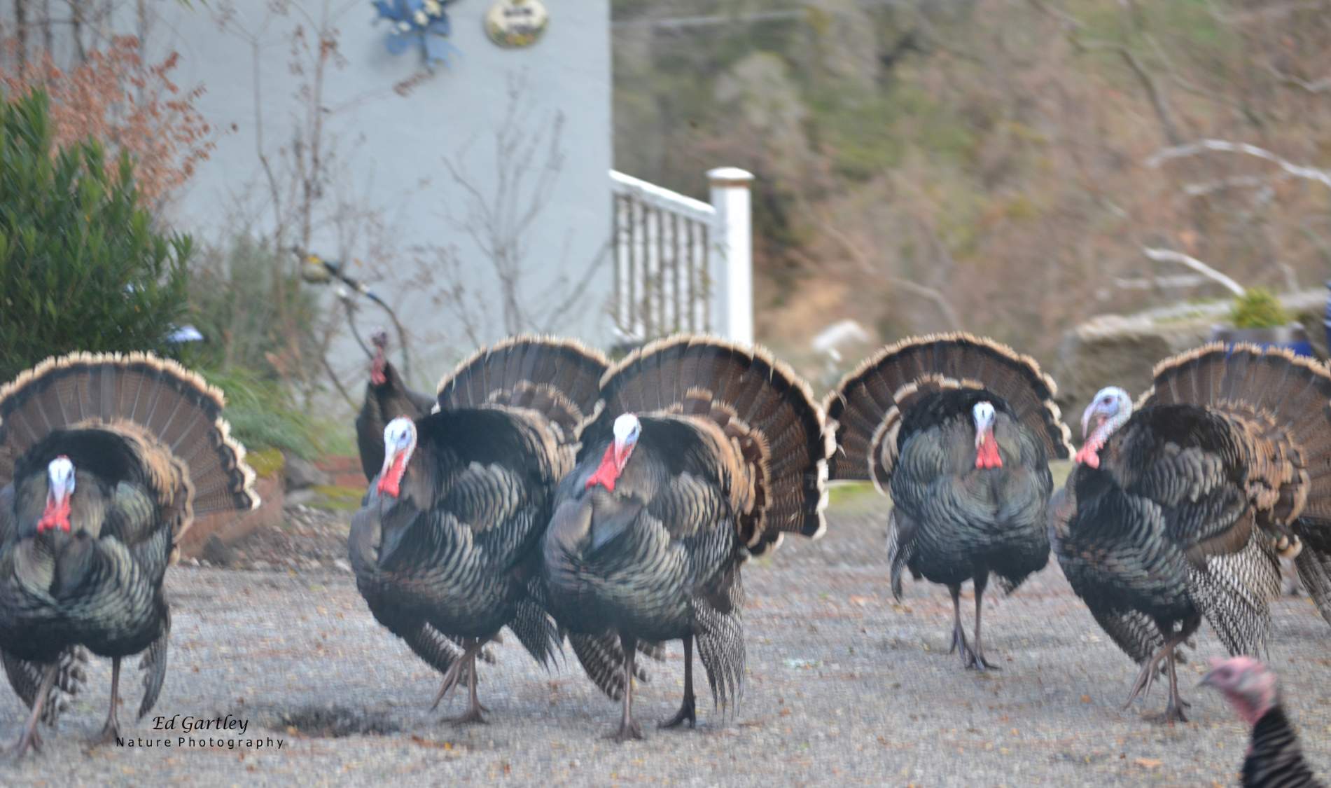 Solve Wild Turkey jigsaw puzzle online with 144 pieces