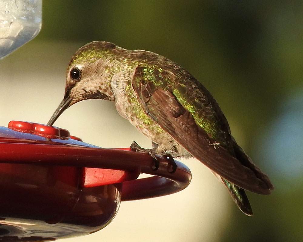 Solve Happy Hummer! jigsaw puzzle online with 30 pieces