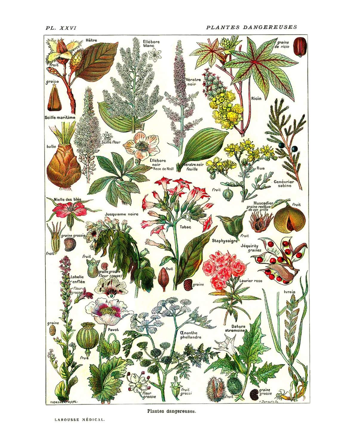 Solve 1912 Vintage Dangerous Plants Art Print, French Larousse ...