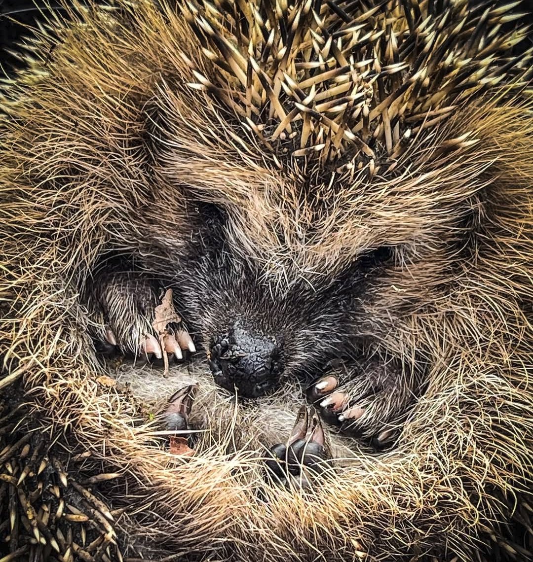 Solve Pointy thing jigsaw puzzle online with 196 pieces