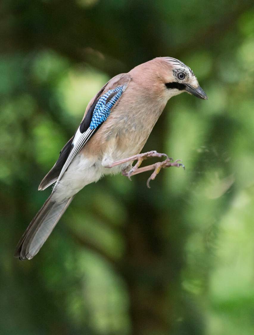 Solve BLUE JAY IN FLIGHT jigsaw puzzle online with 63 pieces