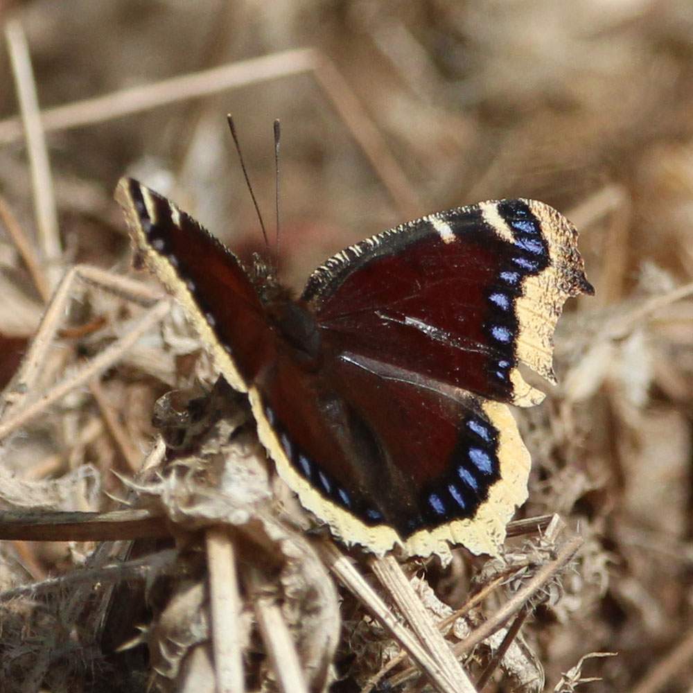 Solve Mourning Cloak Butterfly, Lagoon Trail, Del Mar, California ...