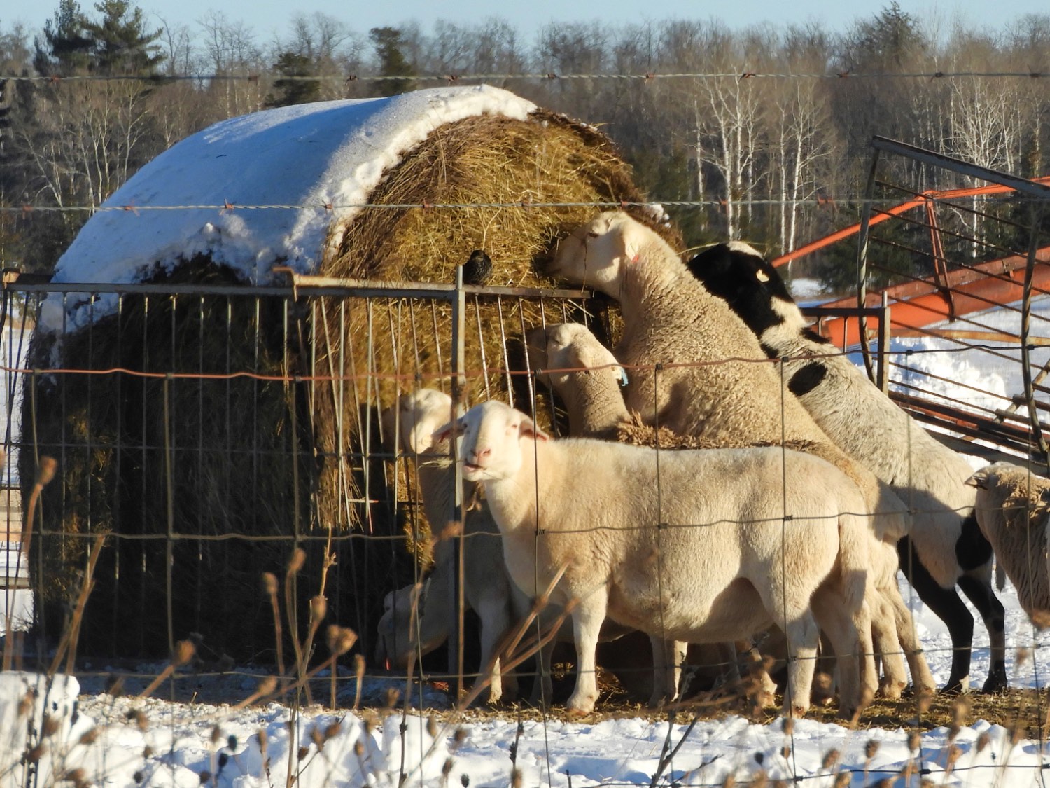 Solve Eager sheep jigsaw puzzle online with 20 pieces