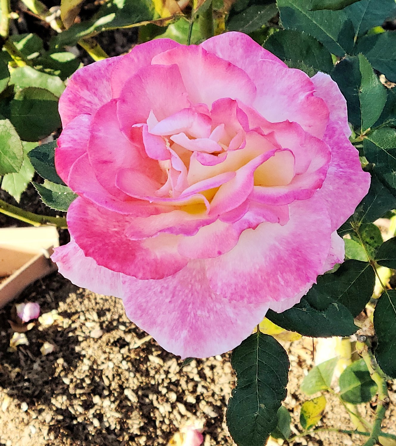 Solve Bright Pink Rose Blossom jigsaw puzzle online with 72 pieces