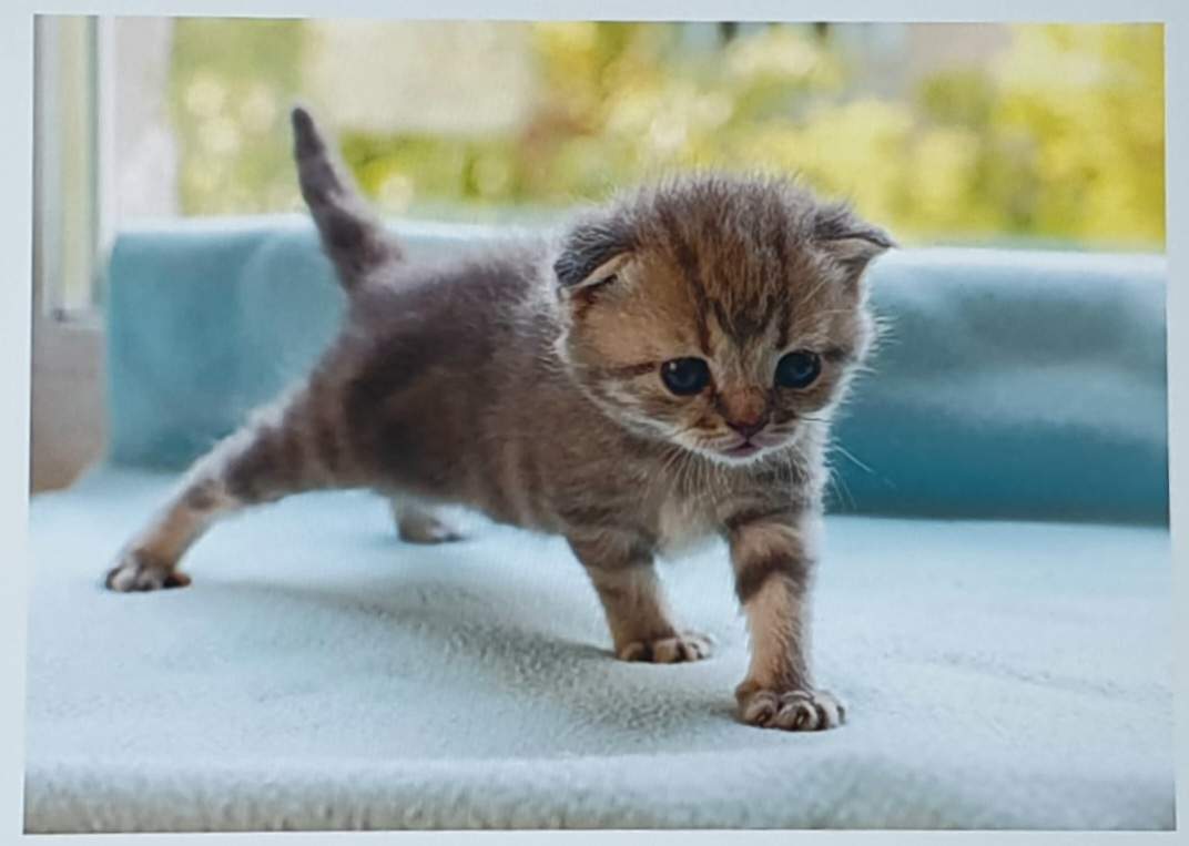 Solve PLAYFUL POSE... jigsaw puzzle online with 35 pieces