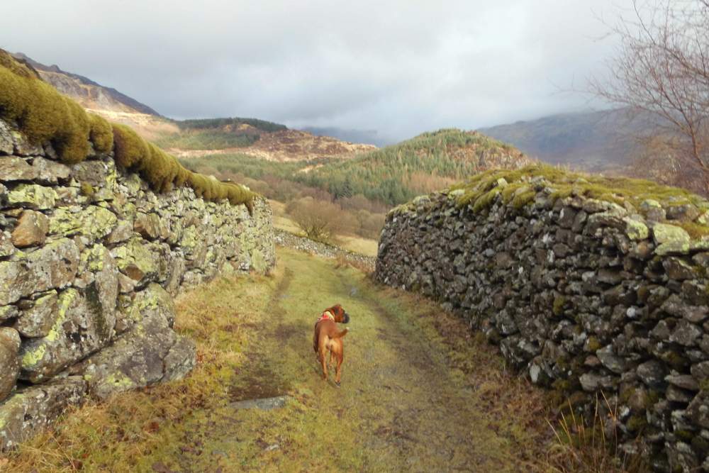 Solve the drystone walls of Grassguards, 16th century jigsaw puzzle ...