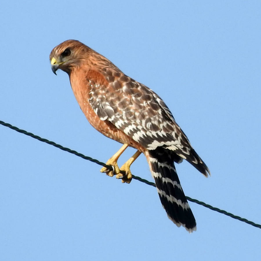 Solve Red-shouldered Hawk, Public Works Building, Del Mar, California ...