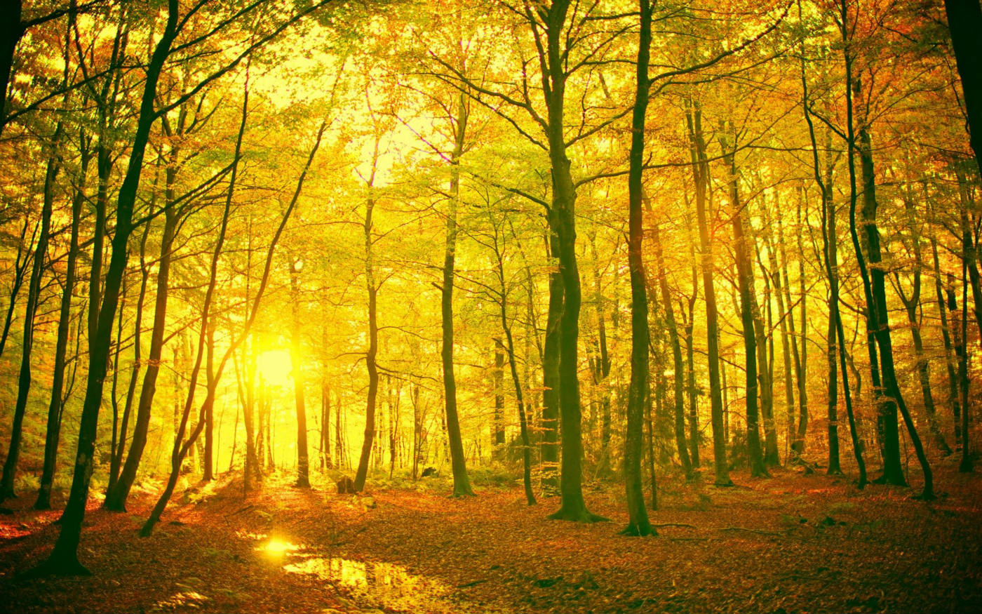 Solve 8379-forest-mystical-wallpaper-wallpapers jigsaw puzzle online ...