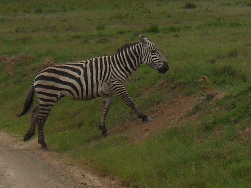 Solve Zebra byla nedaleko od nás..... Zebra was not far from us ...