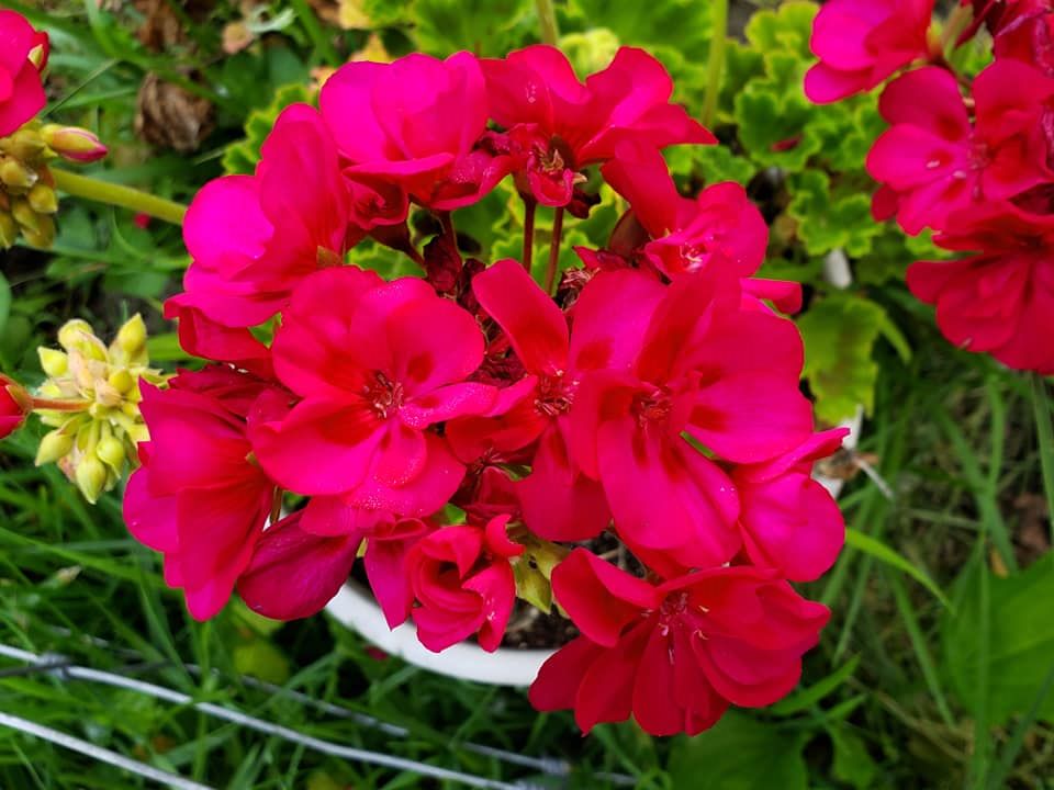 Solve Geranium jigsaw puzzle online with 154 pieces
