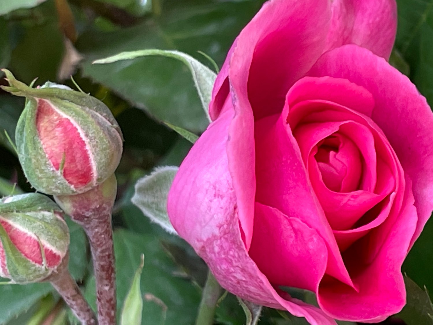 Solve Roses jigsaw puzzle online with 88 pieces