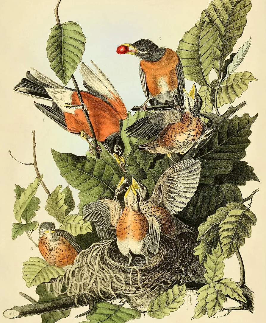 Solve American Robins jigsaw puzzle online with 30 pieces