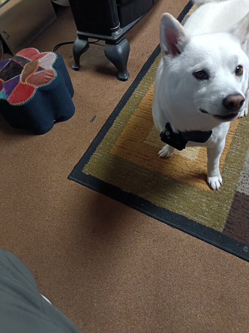 Solve Monk jigsaw puzzle online with 12 pieces