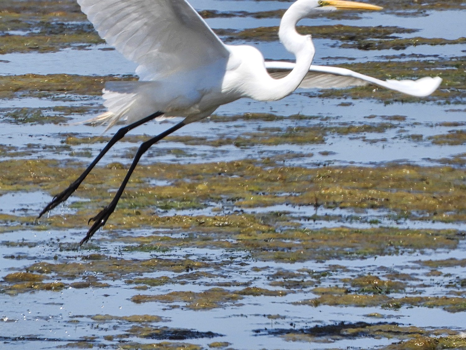 Solve Great egret -- almost missed!! jigsaw puzzle online with 20 pieces