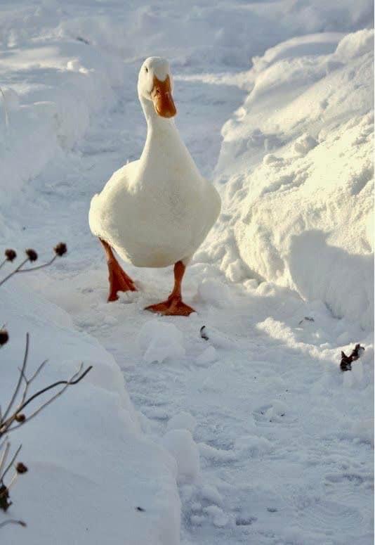 Solve Quack, quack jigsaw puzzle online with 12 pieces