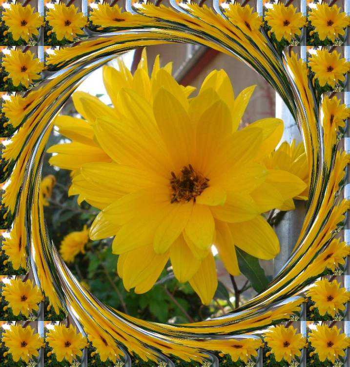 Solve Detail kvítku... Flower detail ... jigsaw puzzle online with 9 pieces